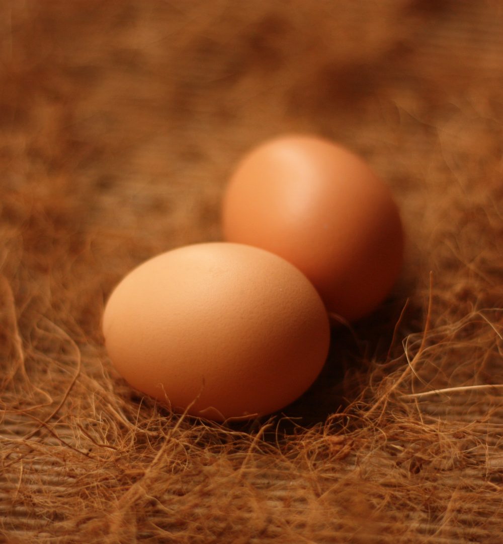 Eggs - Eureden EN