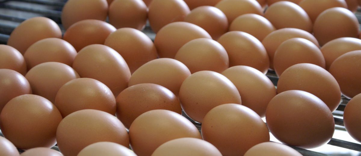 Egg production - Eureden EN