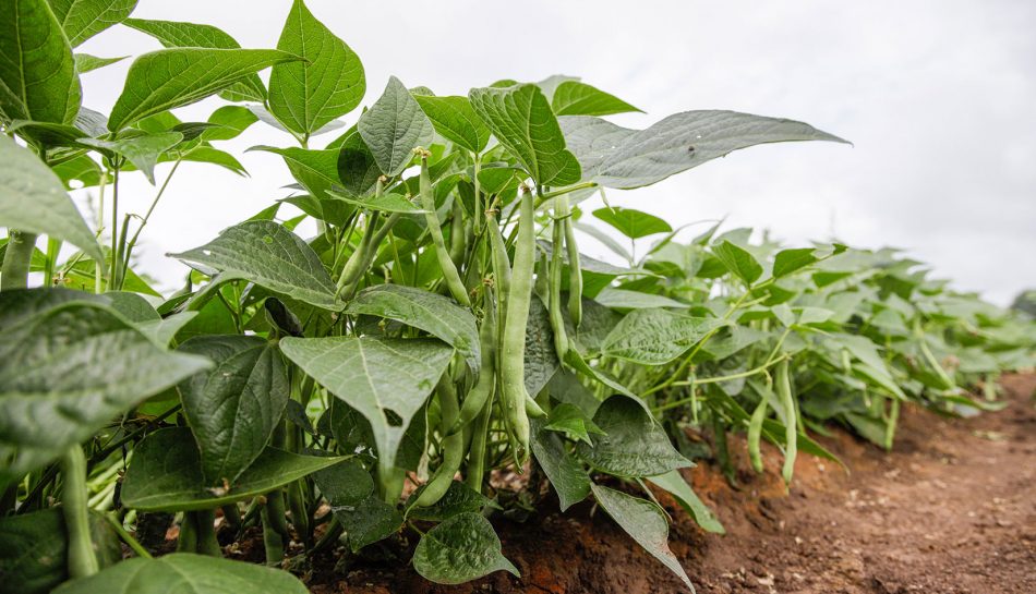 EUREDEN | Groupe agroalimentaire coopératif breton - BIENVENUE